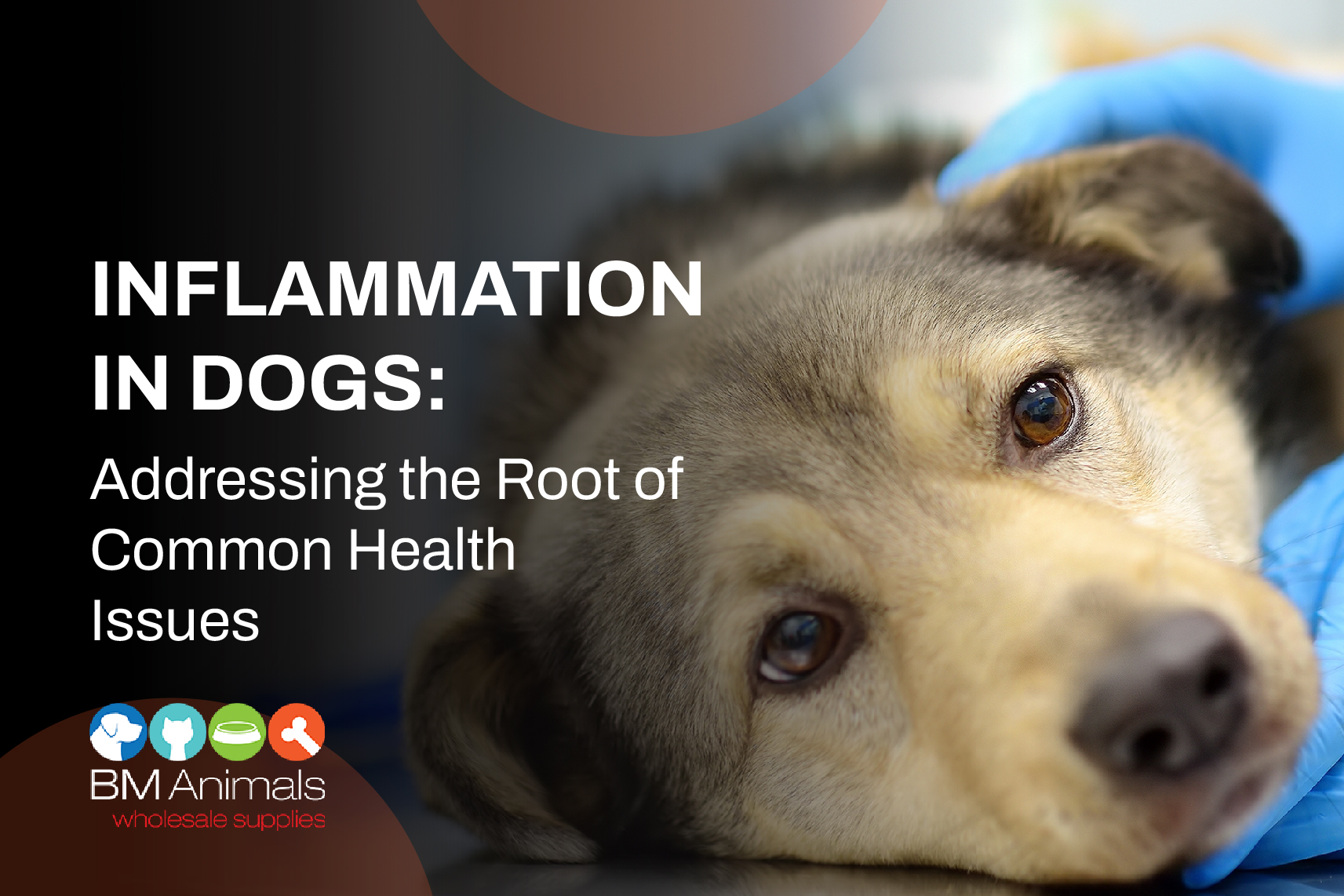 Inflammation in Dogs: Addressing the Root of Common Health Issues - BM ...